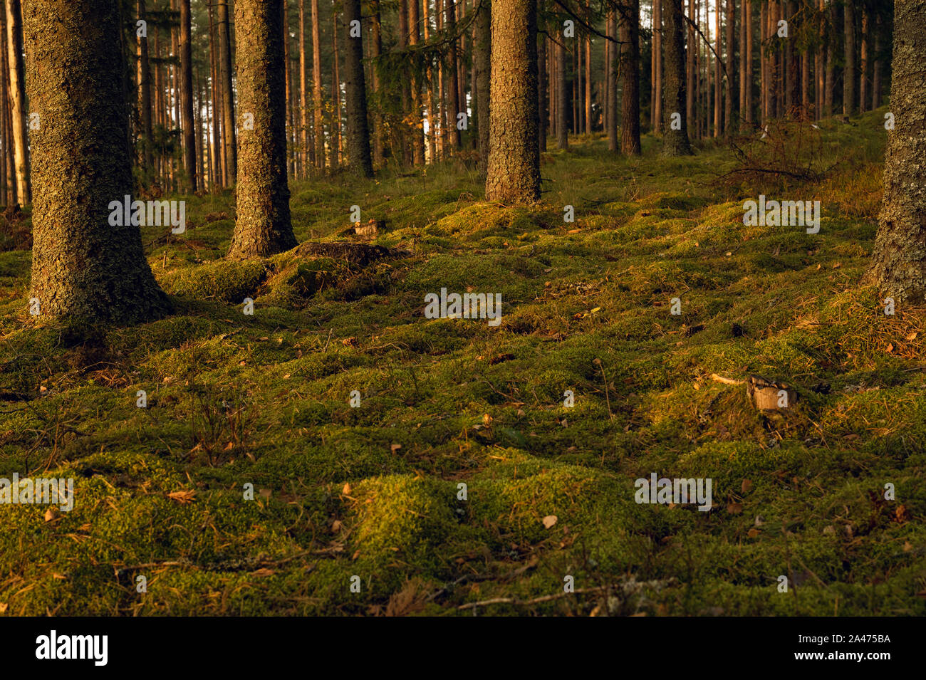 Autumn forest trees with moss and evening sun. Nature green wood ...