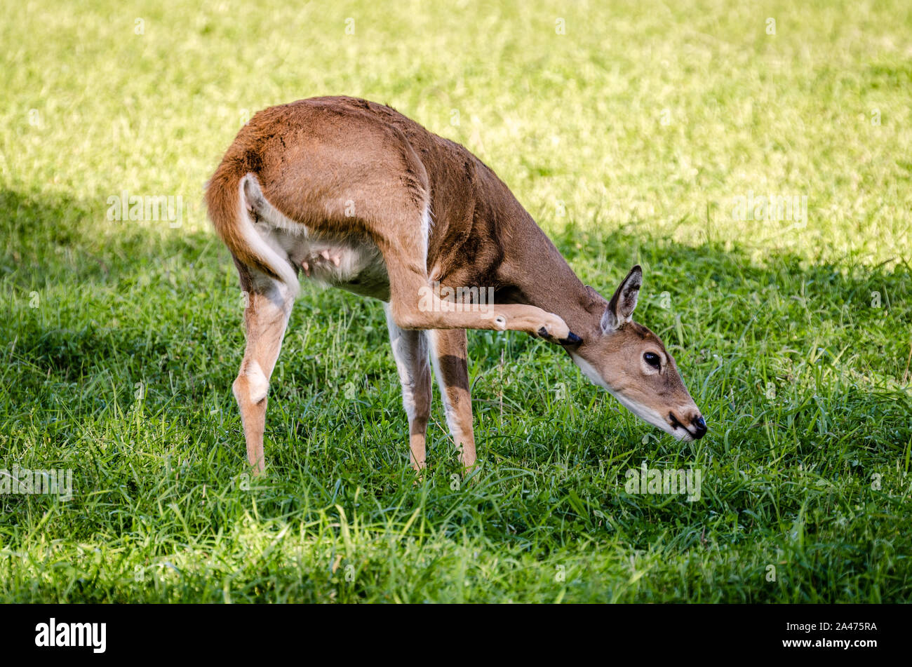 Whitetail Deer Scratching Her Neck Stock Photo - Alamy