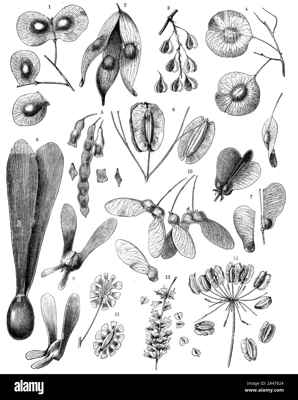 Flying seeds Cut Out Stock Images & Pictures - Alamy