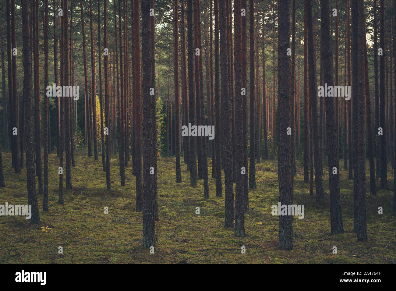 Autumn forest trees with moss and evening sun. Nature green wood ...