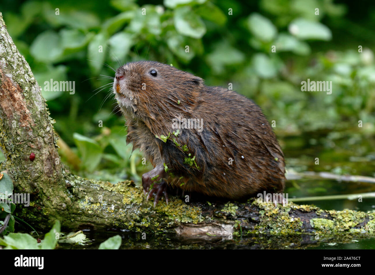 Northern water vole hi-res stock photography and images - Alamy