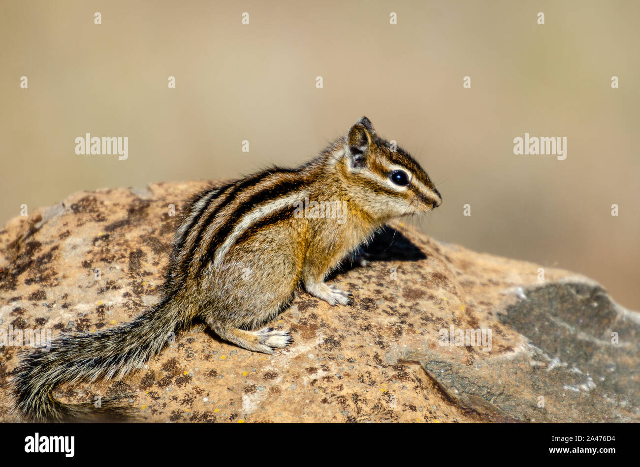 Chipmunk In The Wild Stock Photo - Alamy