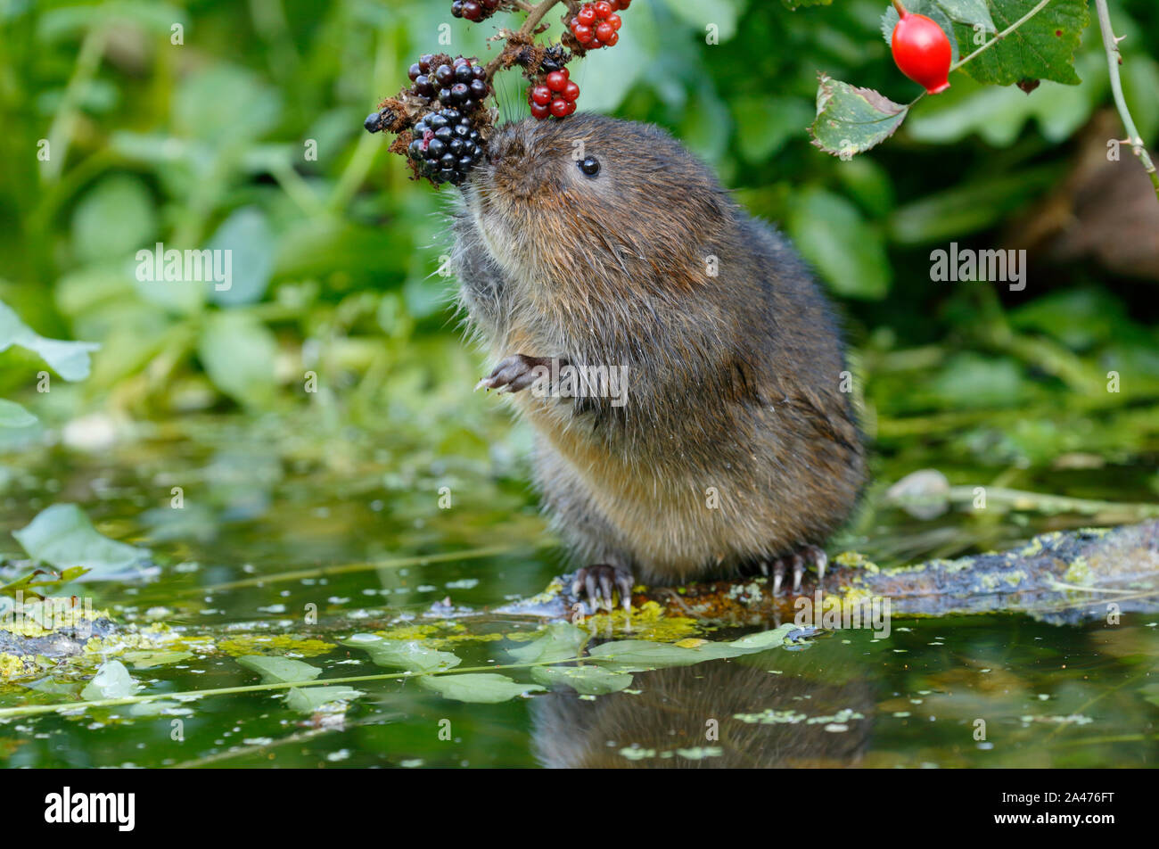European Water vole or Northern Water vole, Arvicola amphibius Stock ...