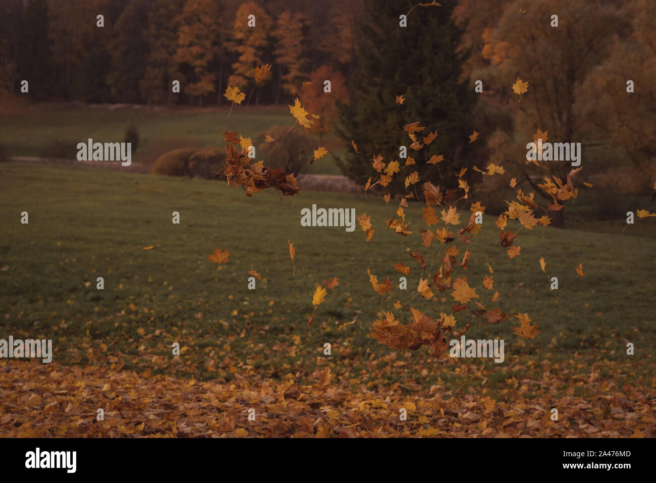 Leaves falling from a tree hi-res stock photography and images - Alamy