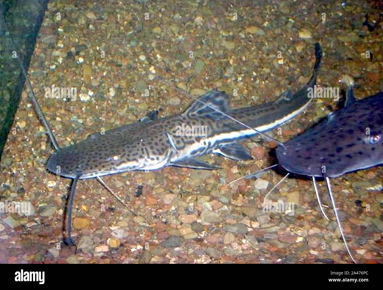 Catfish historical hi-res stock photography and images - Alamy
