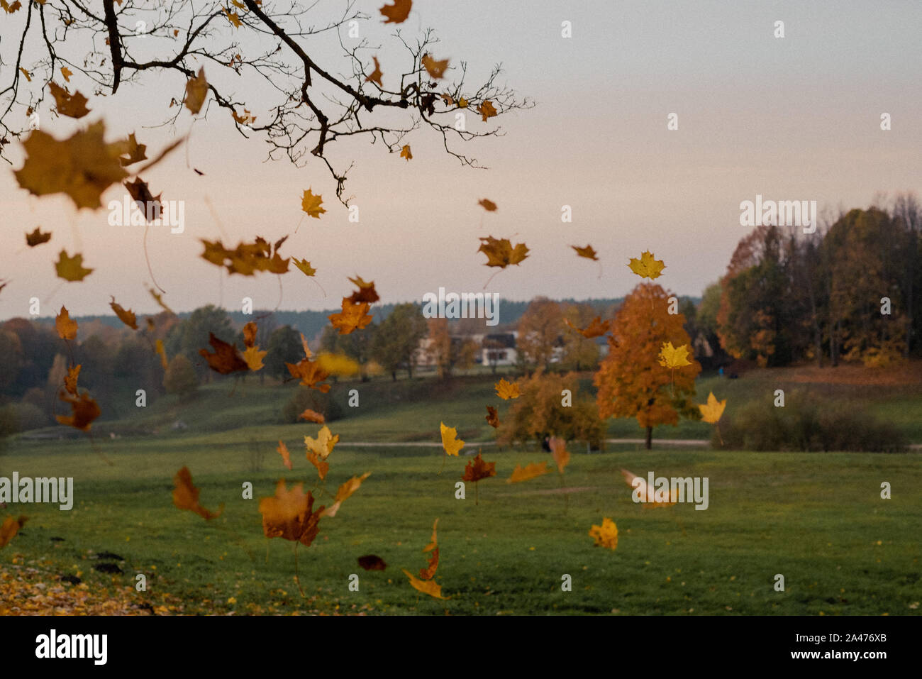 Leaves falling from a tree hi-res stock photography and images - Alamy