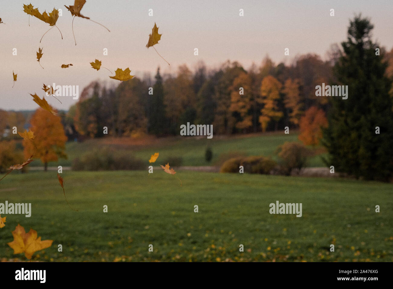 Falling leaves motion hi-res stock photography and images - Alamy