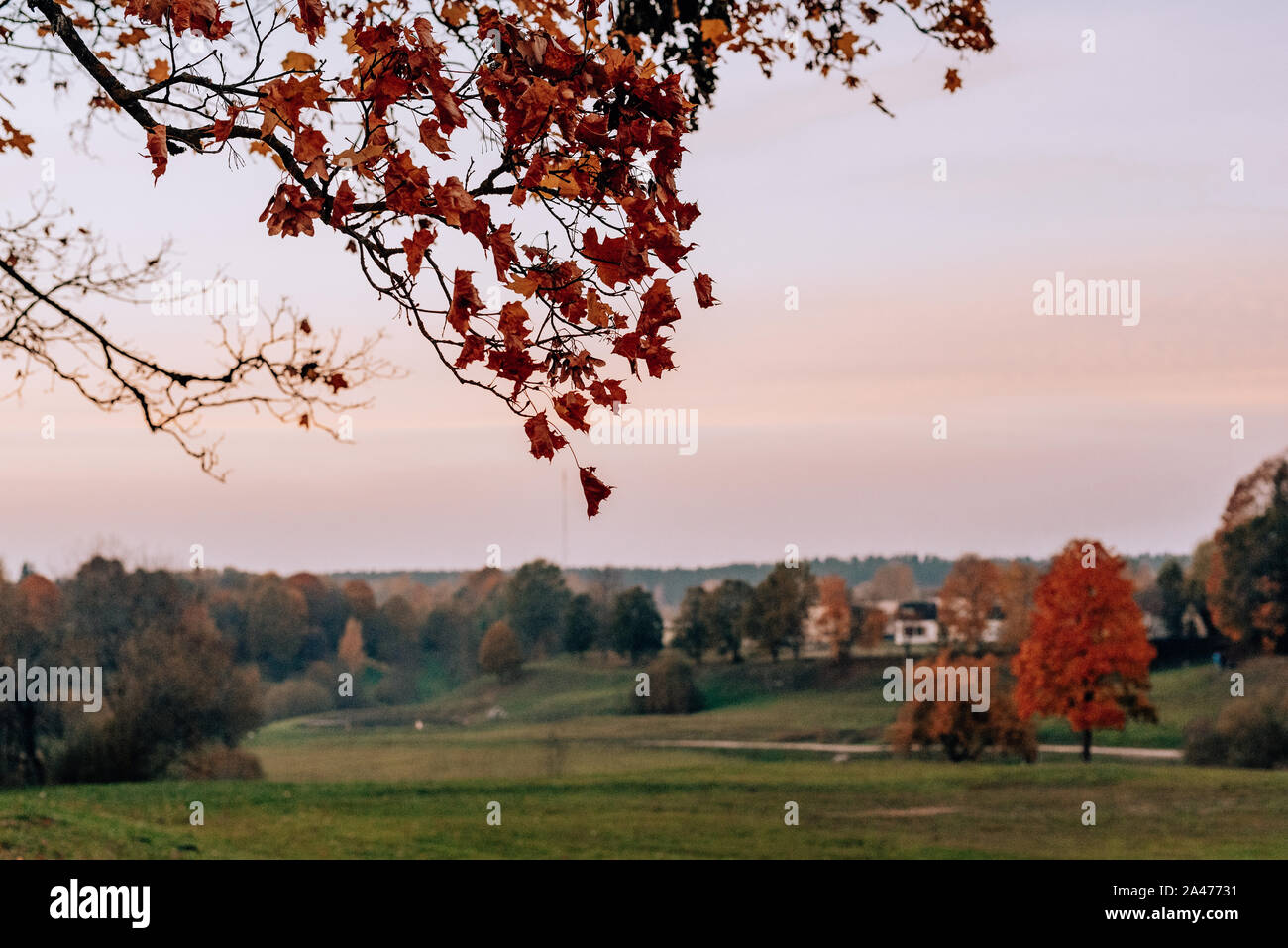 Falling from a tree hi-res stock photography and images - Alamy