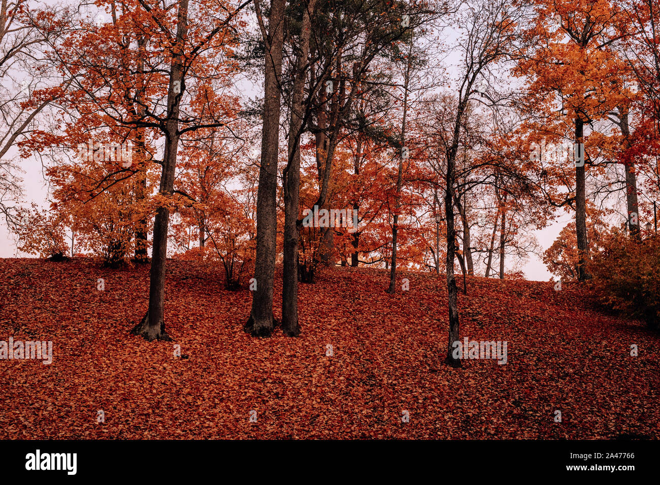 Autumn orange forest trees in a park with yellow leaves covering soil ...