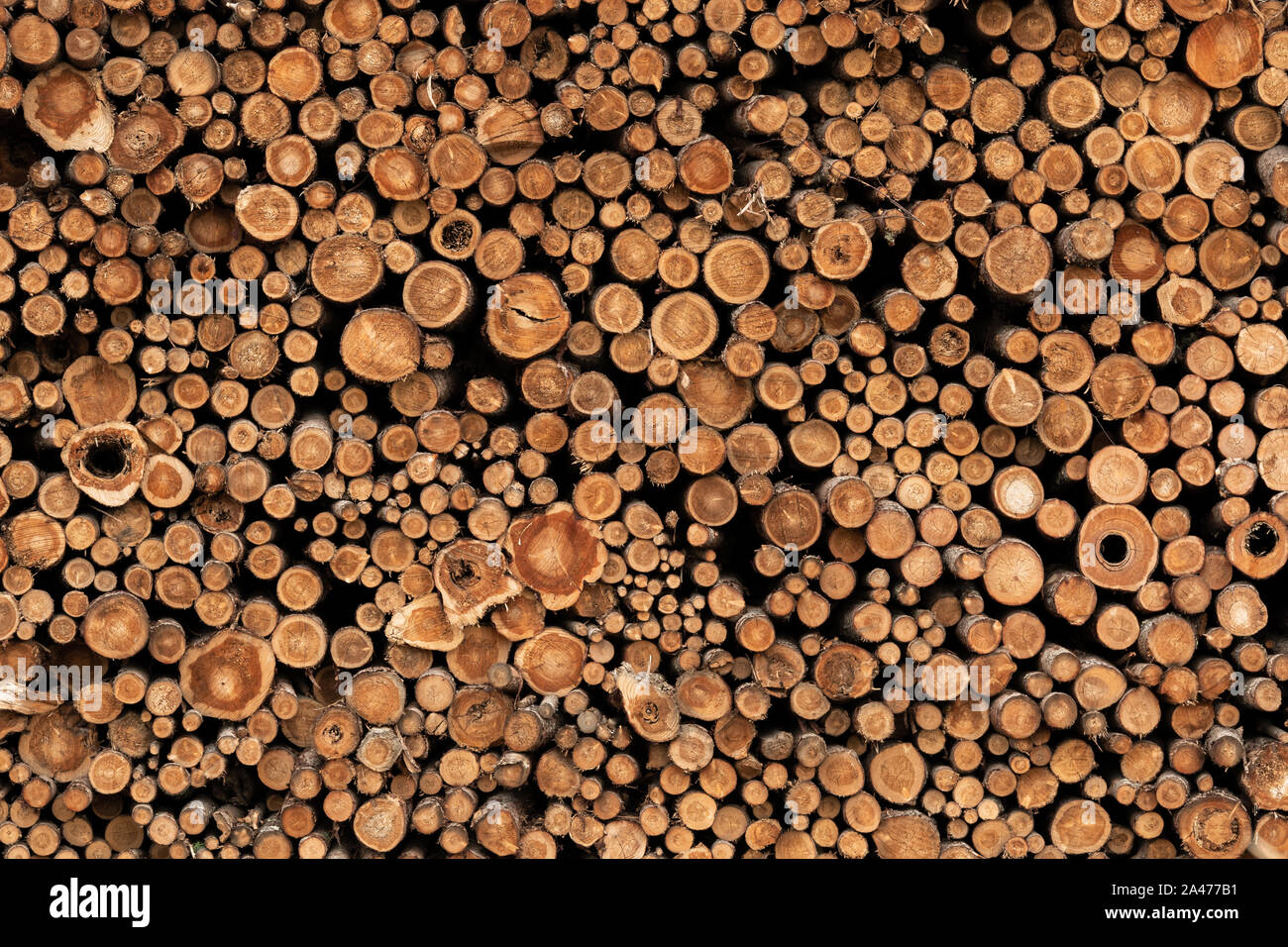 Logged Trunks High Resolution Stock Photography and Images - Alamy