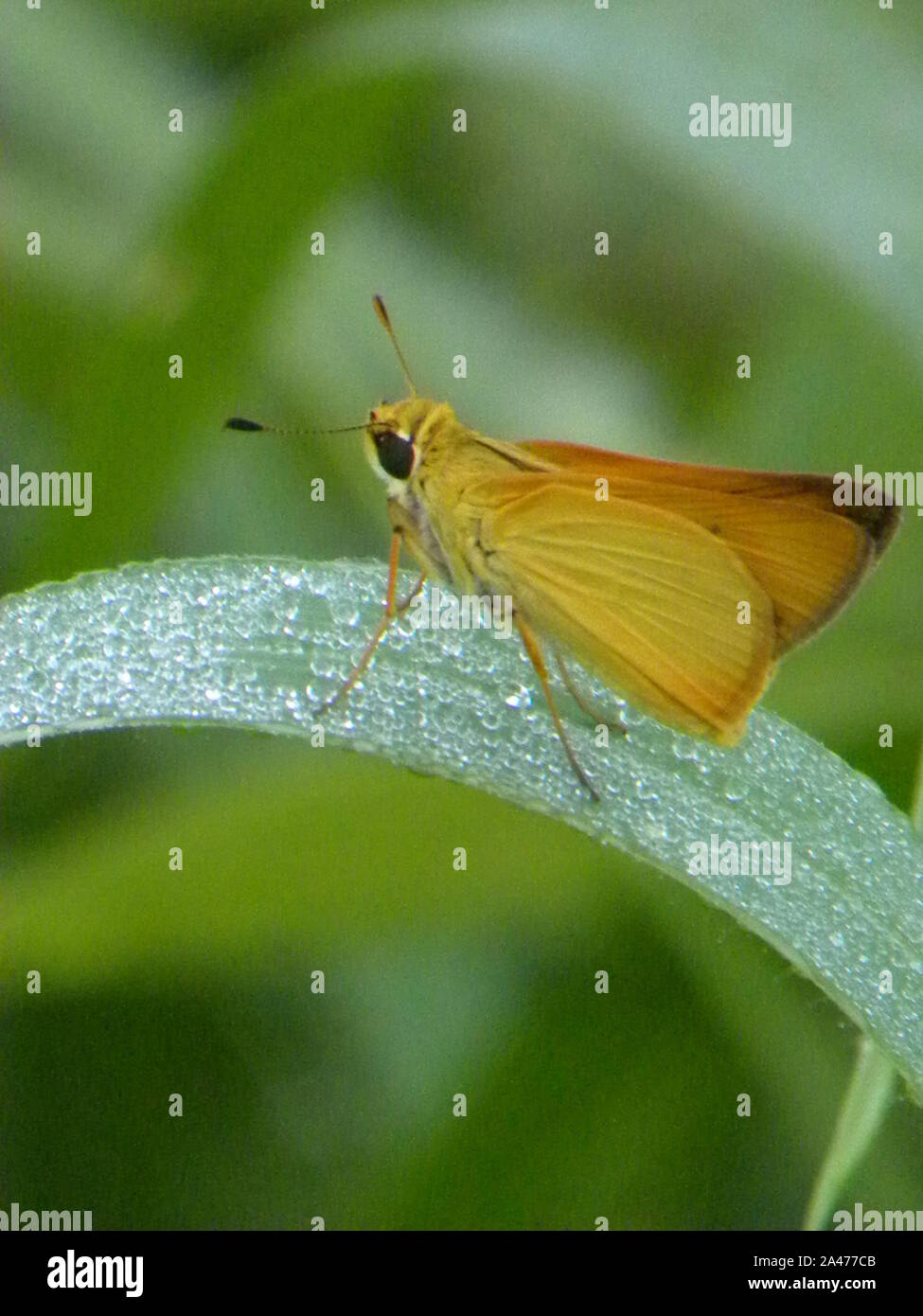 Macro photos of a skipper butterfly hi-res stock photography and images ...