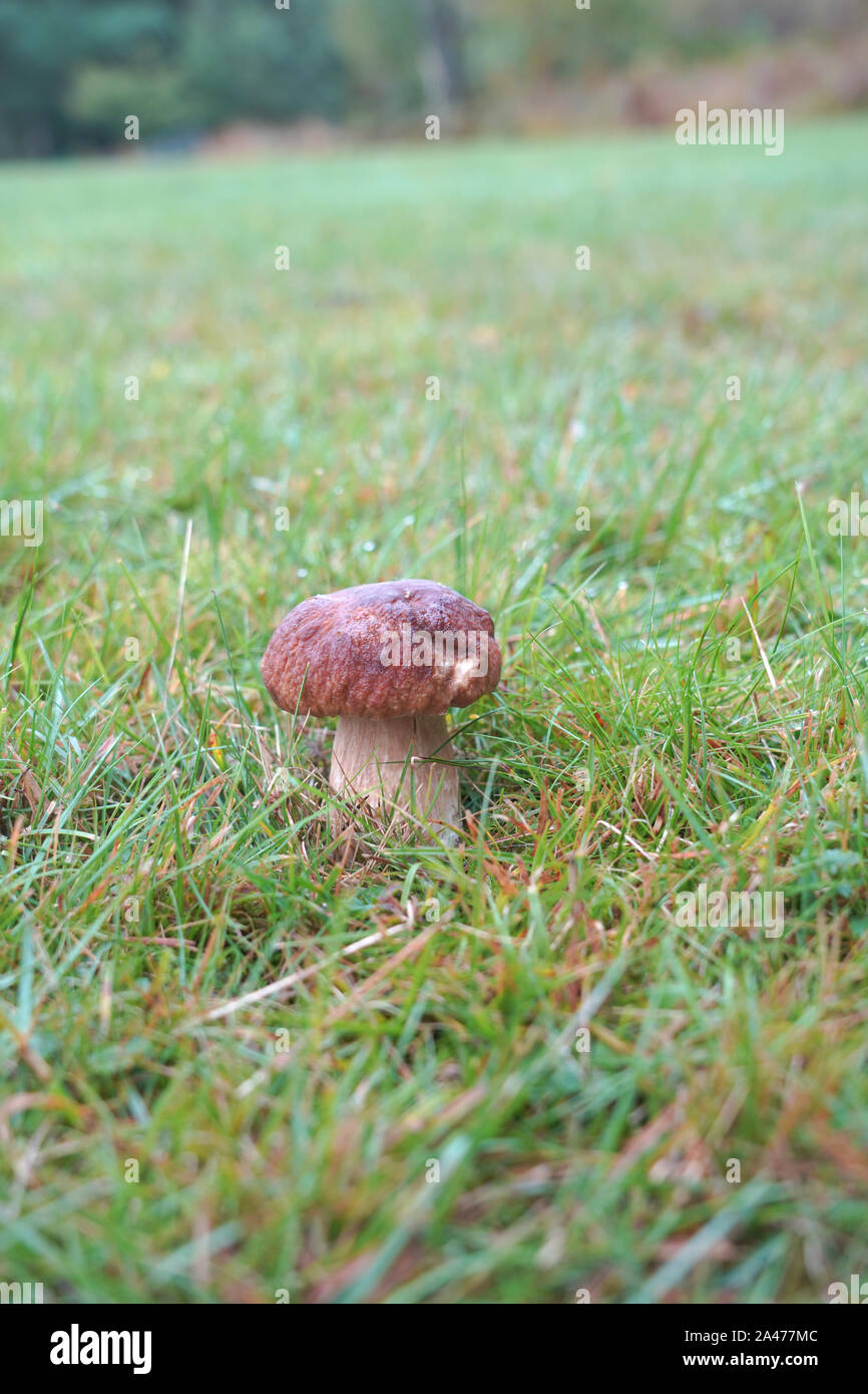 Oak Porchini Mushroom, Bolete mushroom, ( Boletus Reticulatus Stock ...