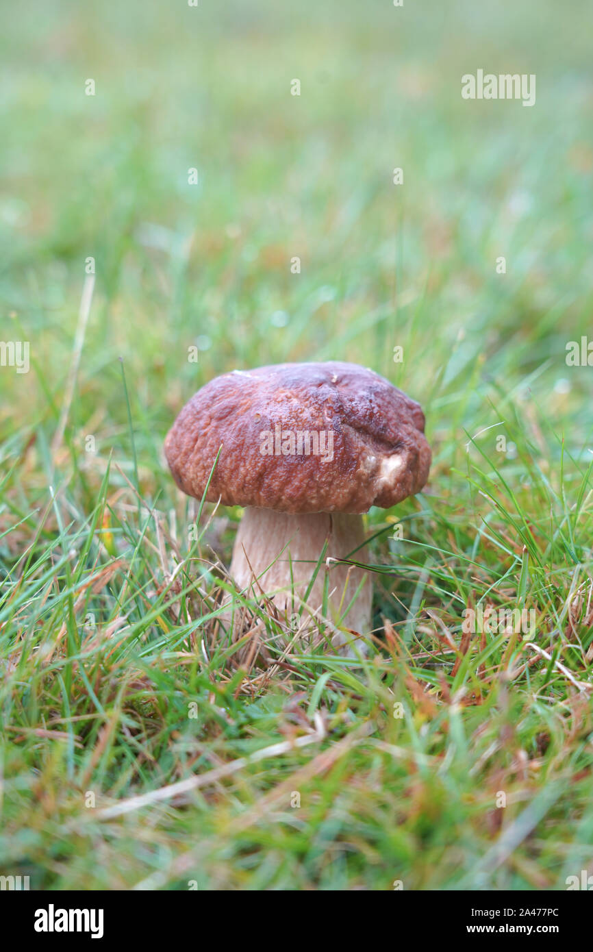 Oak Porchini Mushroom, Bolete mushroom, ( Boletus Reticulatus Stock ...