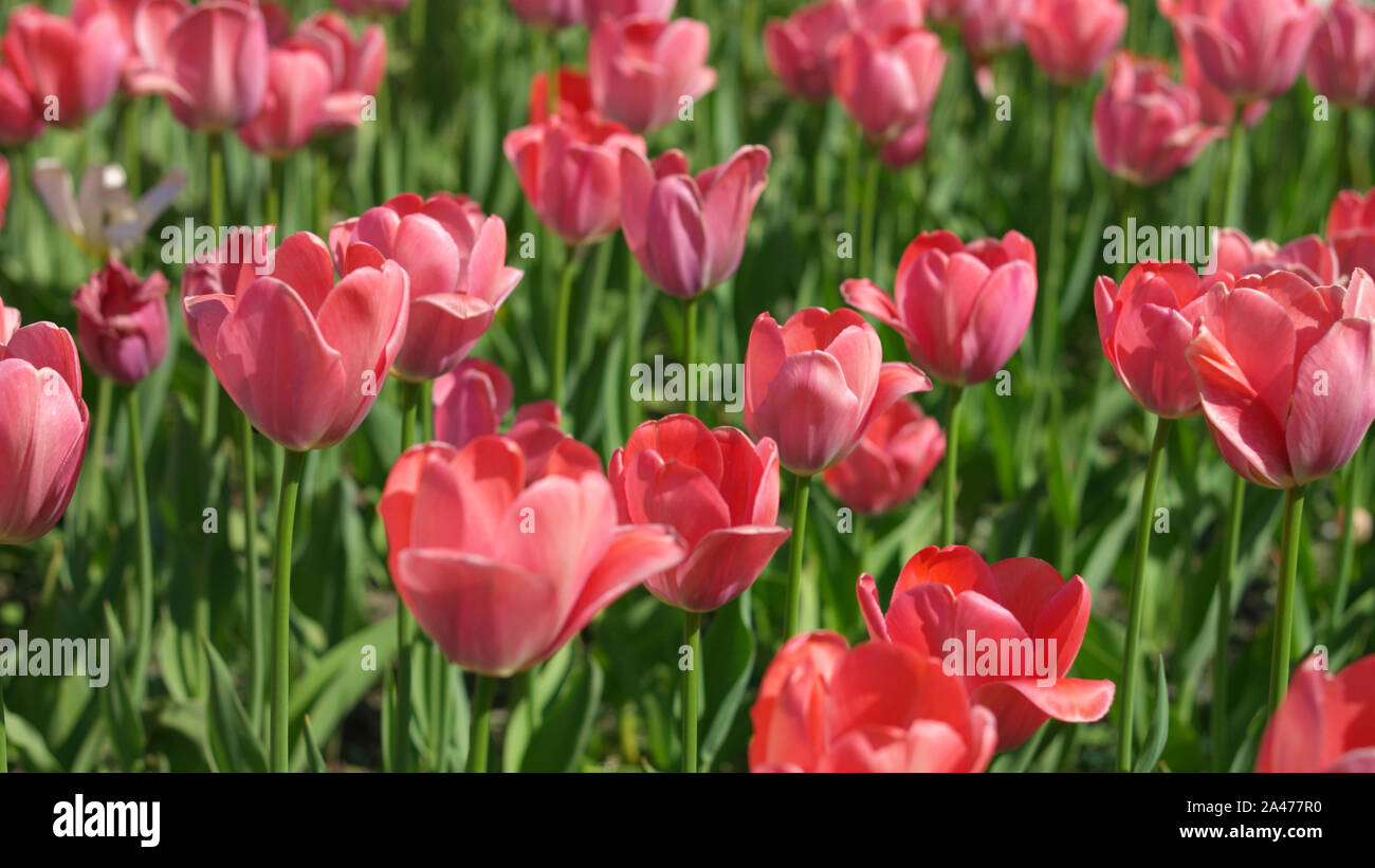 Red Tulip at Spring Stock Photo - Alamy