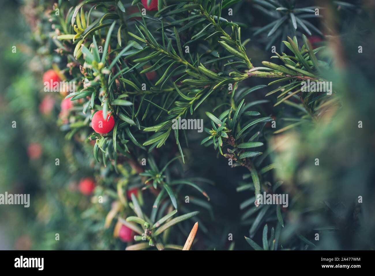 Red fall berries growing on a bush isolated on blurred green background ...