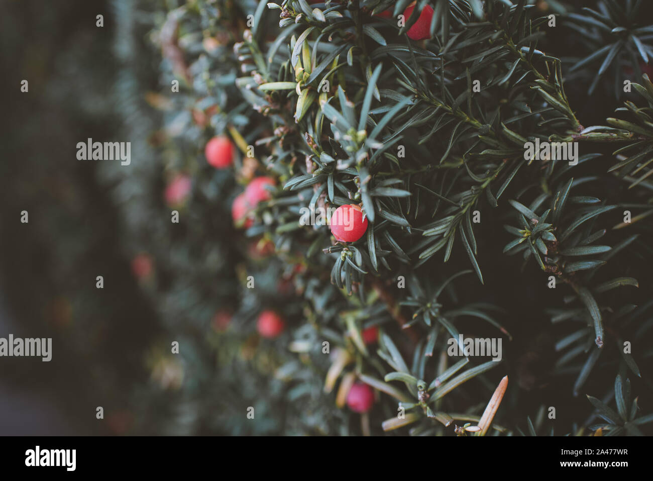 Red fall berries growing on a bush isolated on blurred green background ...