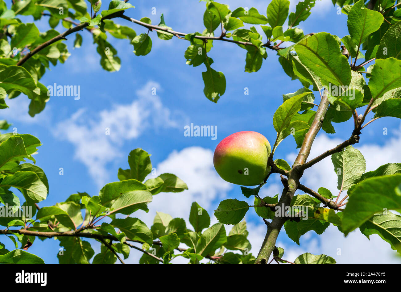 Organic apple on the tree Stock Photo - Alamy
