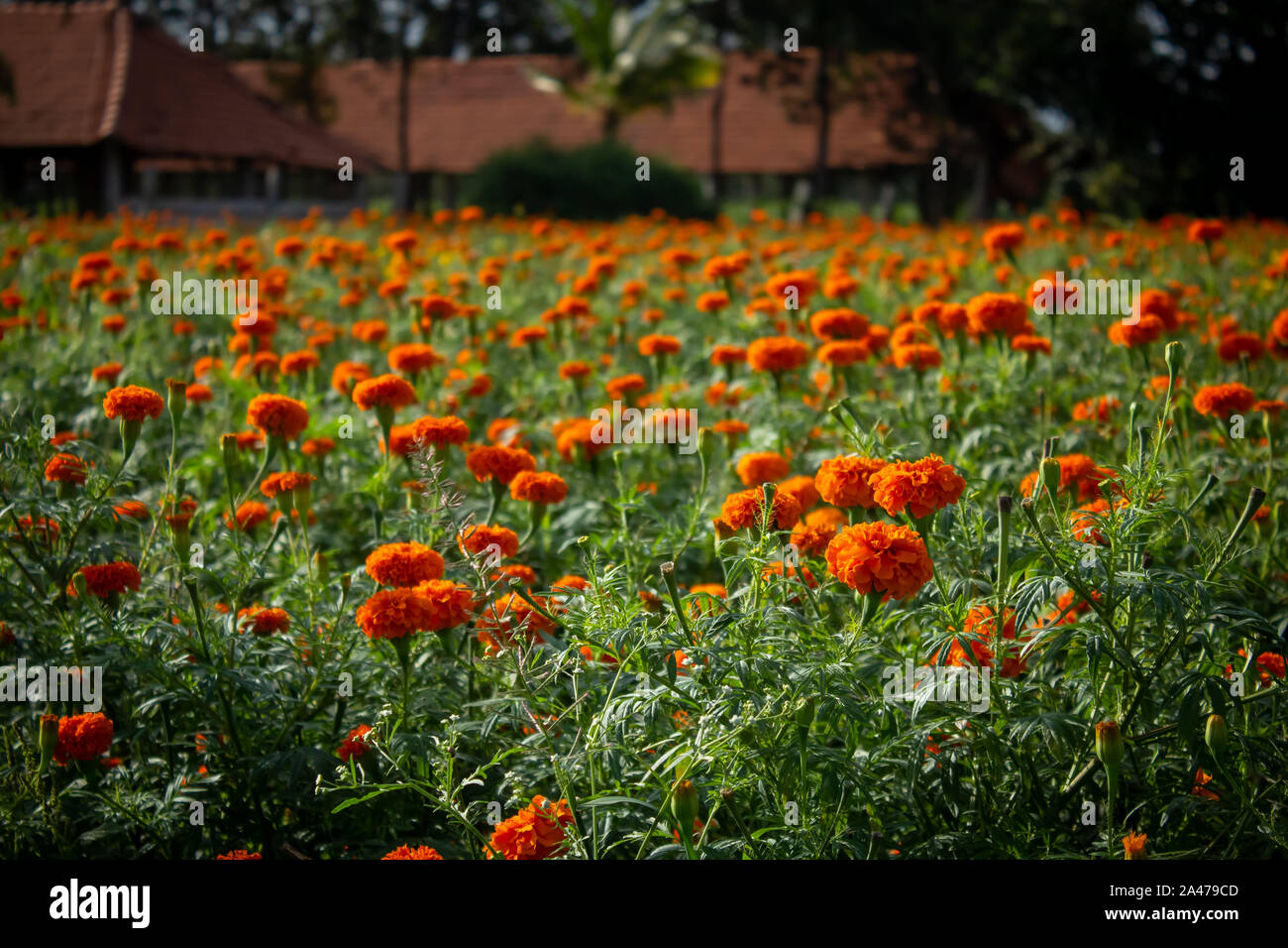 Marigold flowers hi-res stock photography and images - Alamy