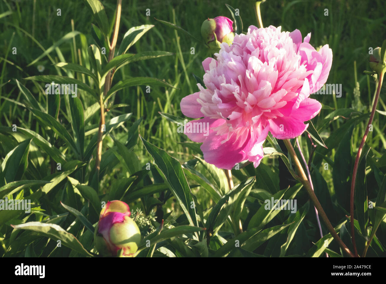Peony flower on a garden bed background Stock Photo - Alamy