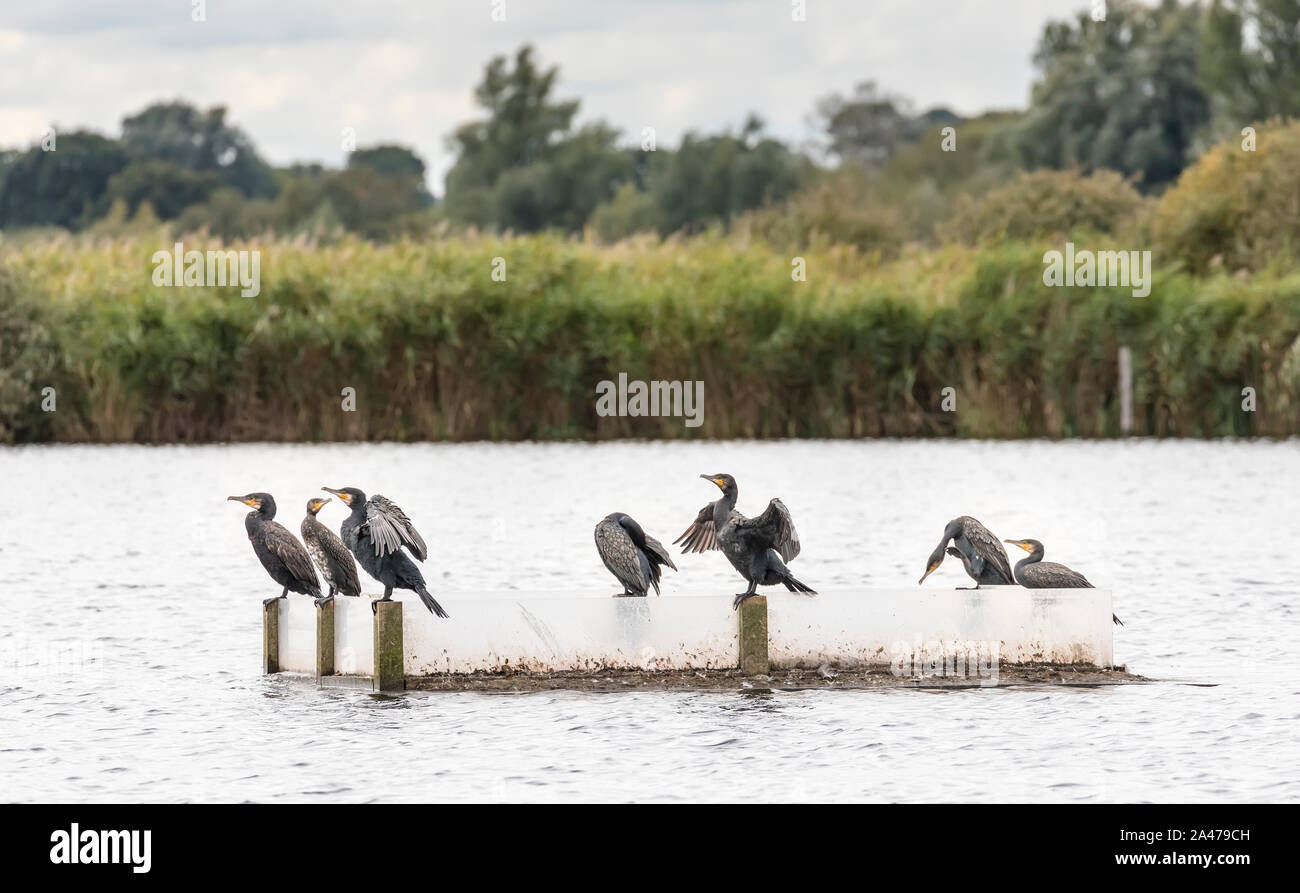 British water birds hi-res stock photography and images - Alamy