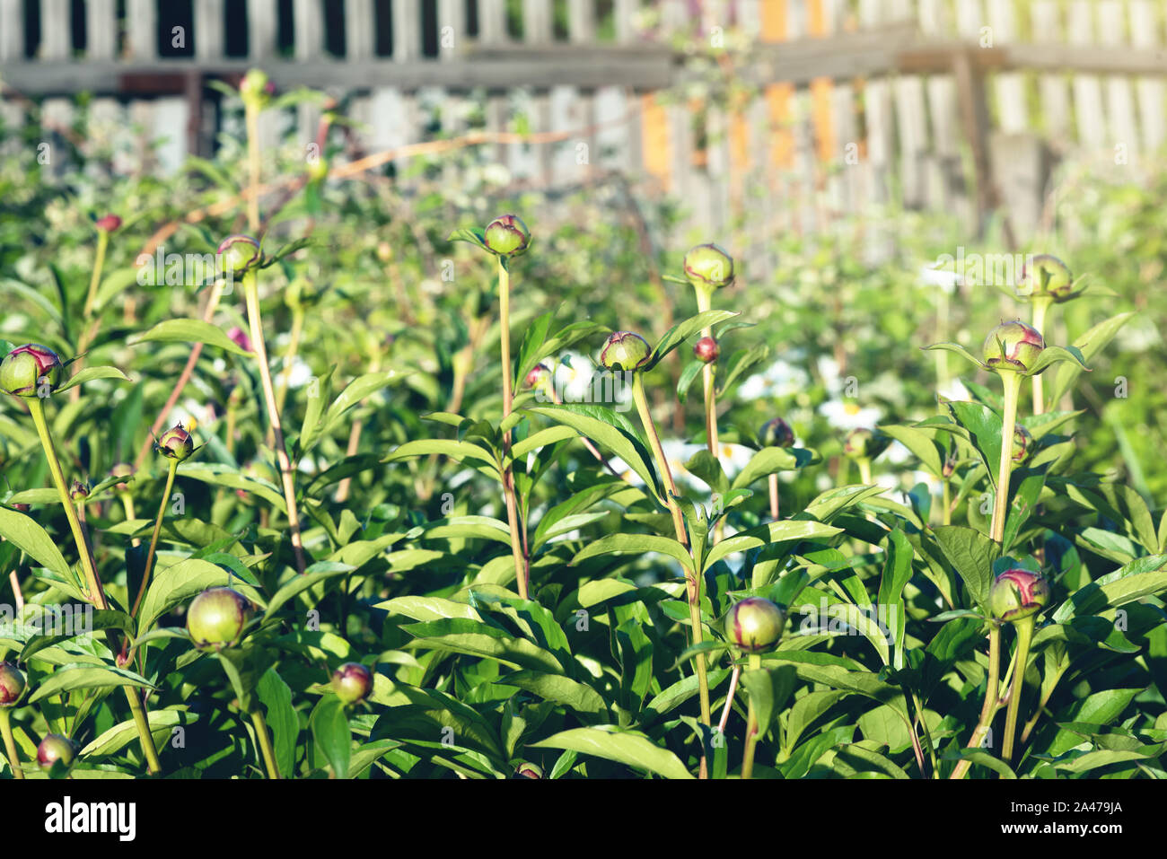 Peonies flowers on a garden bed background Stock Photo - Alamy