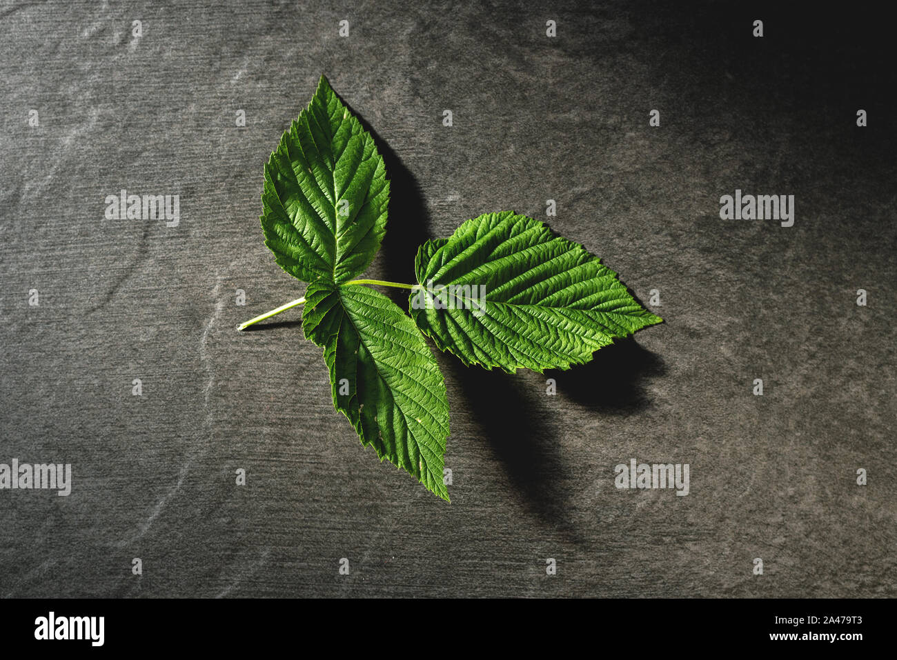 Raspberry green leaf on a black stone board background Stock Photo - Alamy