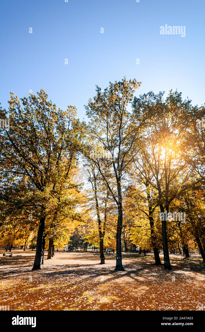 Trees in autmn hi-res stock photography and images - Alamy