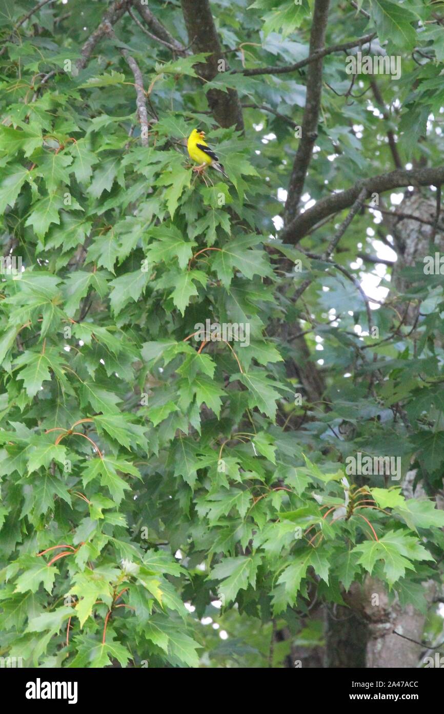 Goldfinch in Maple Tree Stock Photo - Alamy