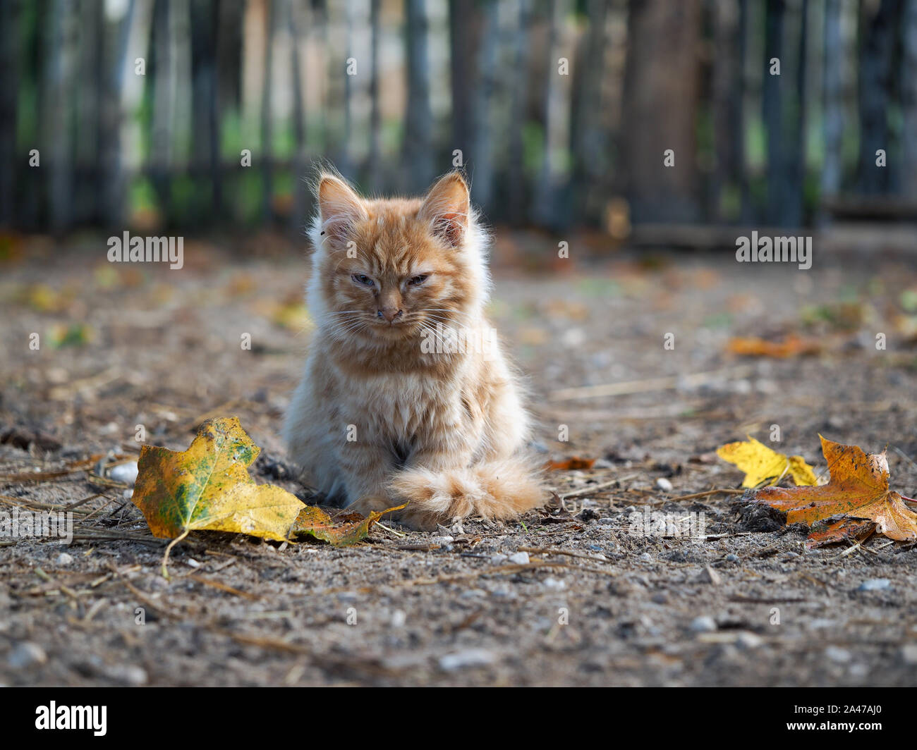 Unhappy animal hi-res stock photography and images - Alamy