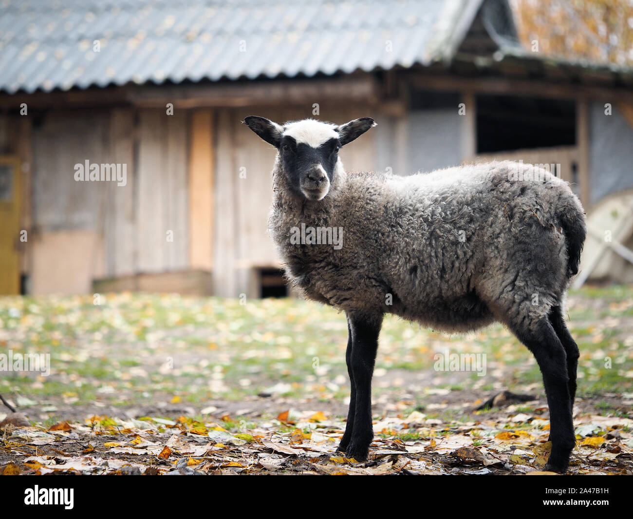 Little sheep on the farm. Portrait of a lamb Stock Photo - Alamy