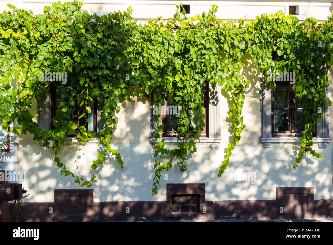 Creeper On House High Resolution Stock Photography and Images - Alamy