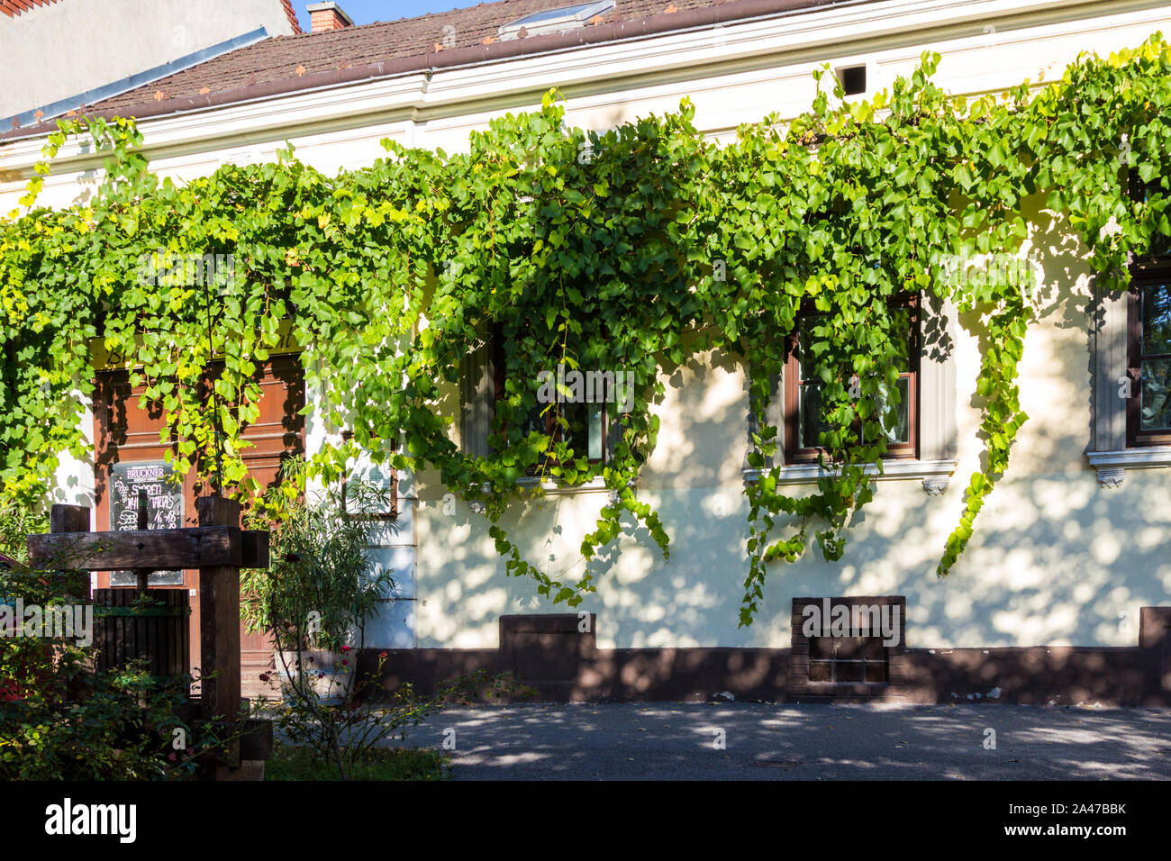 Facade of Bruckner winery house with creeper creeping grapevine hanging ...