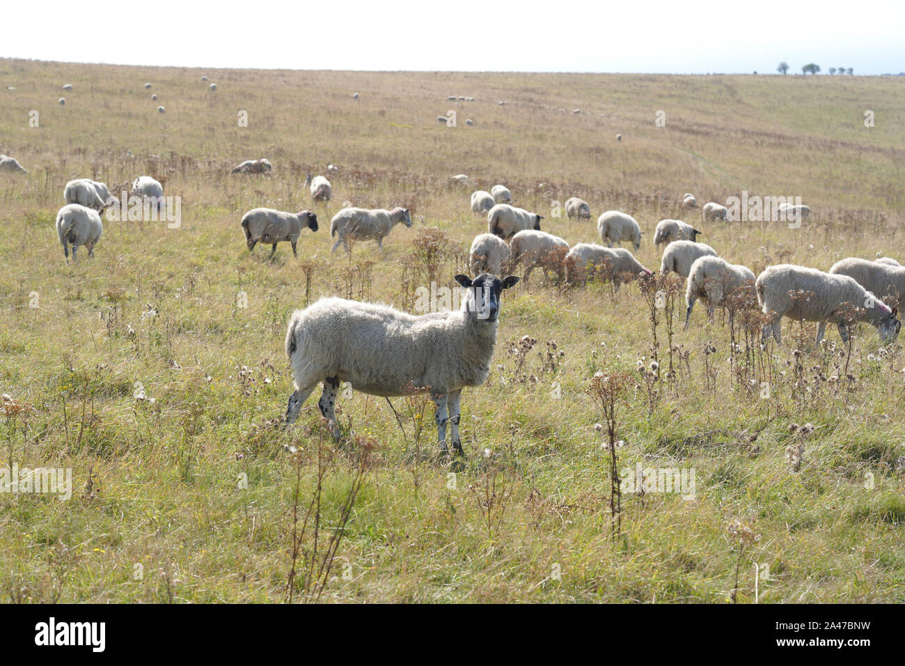 Southdowns sheep hi-res stock photography and images - Alamy