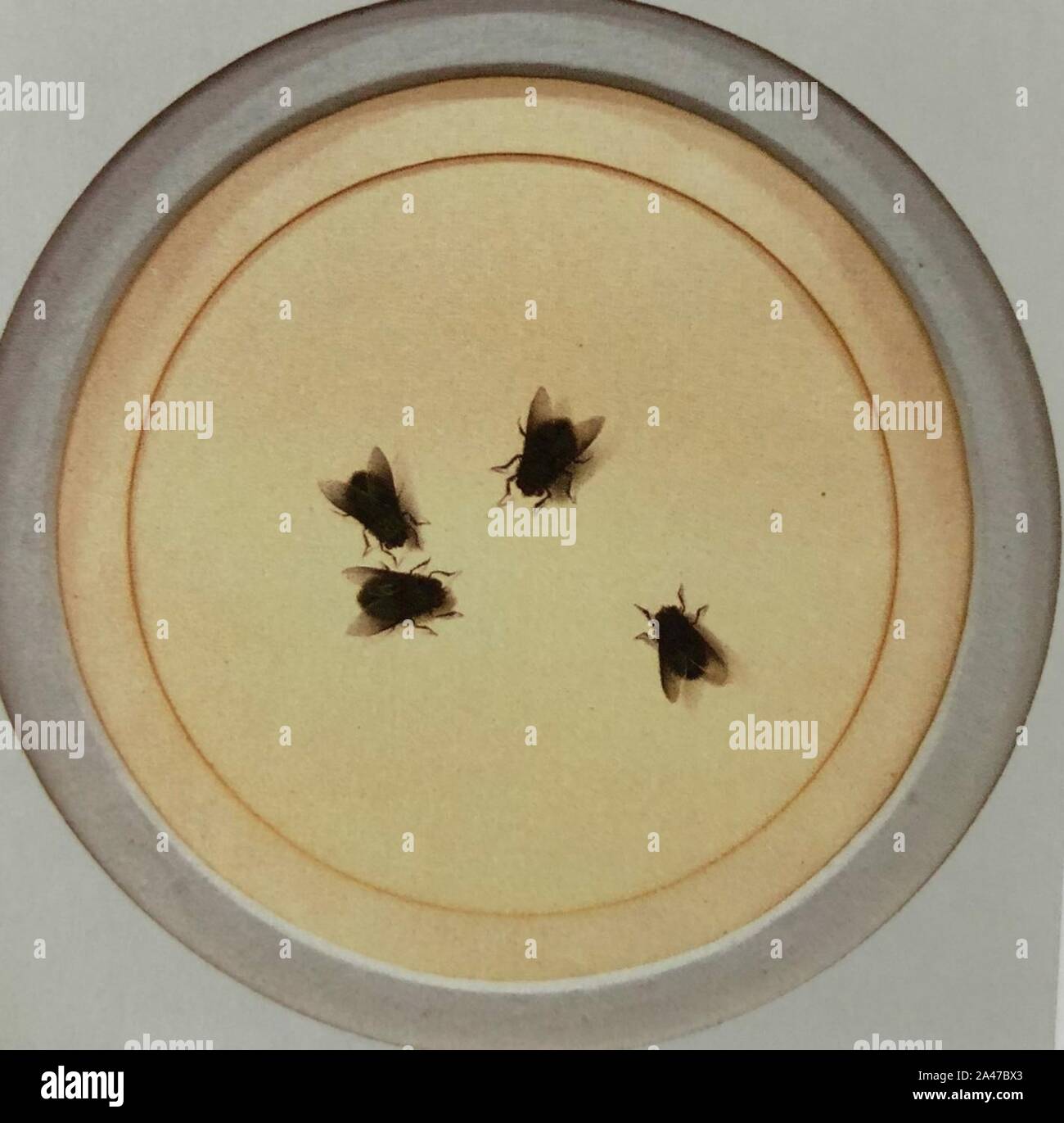 Plate flies hi-res stock photography and images - Alamy