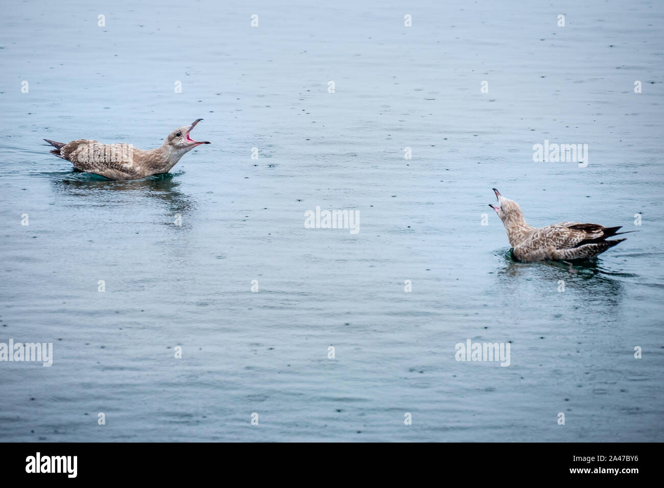 Mating seagulls hi-res stock photography and images - Alamy