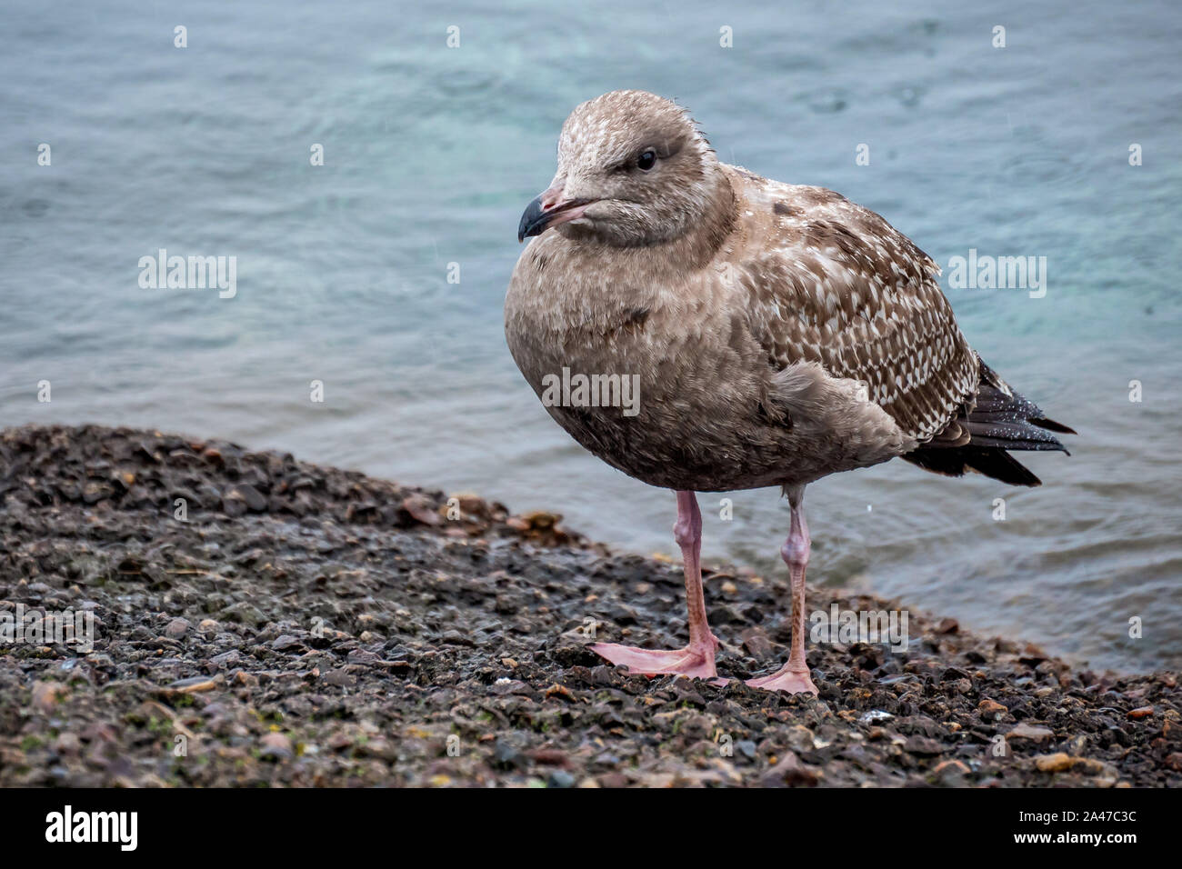 Seagul Standing on the pebble beach by water Stock Photo - Alamy