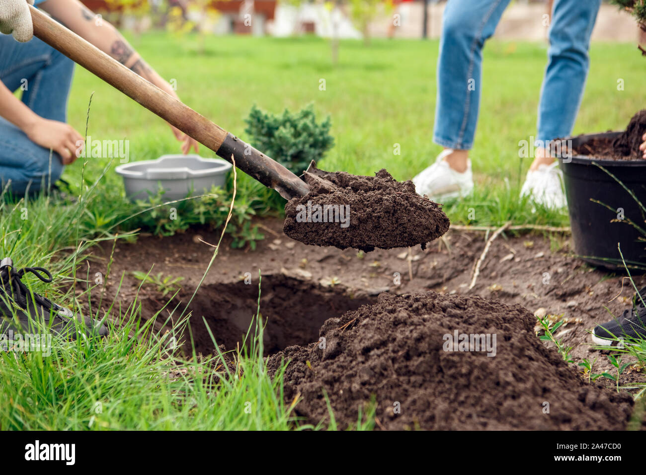 Volunteering. Young people volunteers outdoors planting together ...