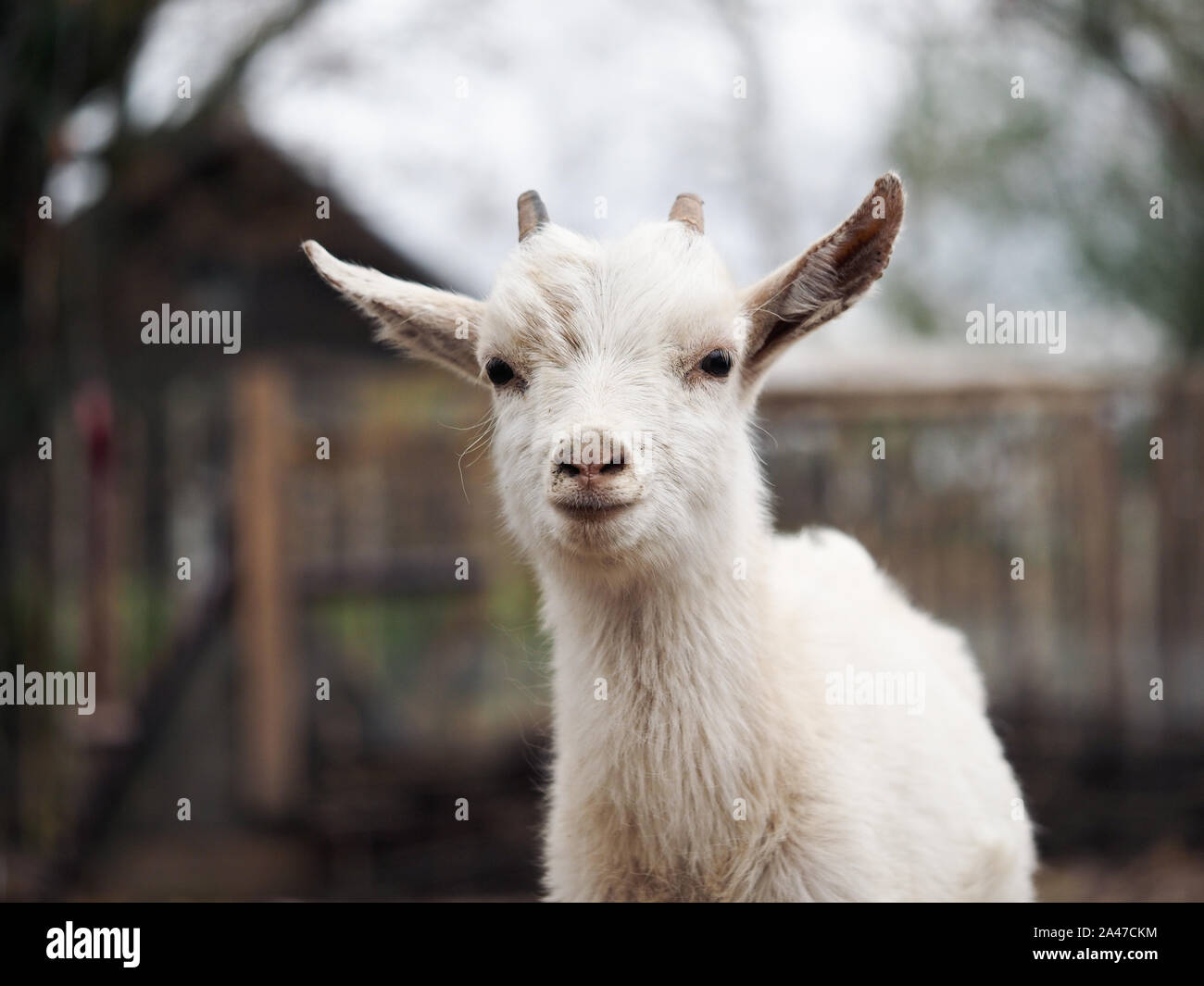 Little white goat. Portrait of an agricultural animal Stock Photo - Alamy