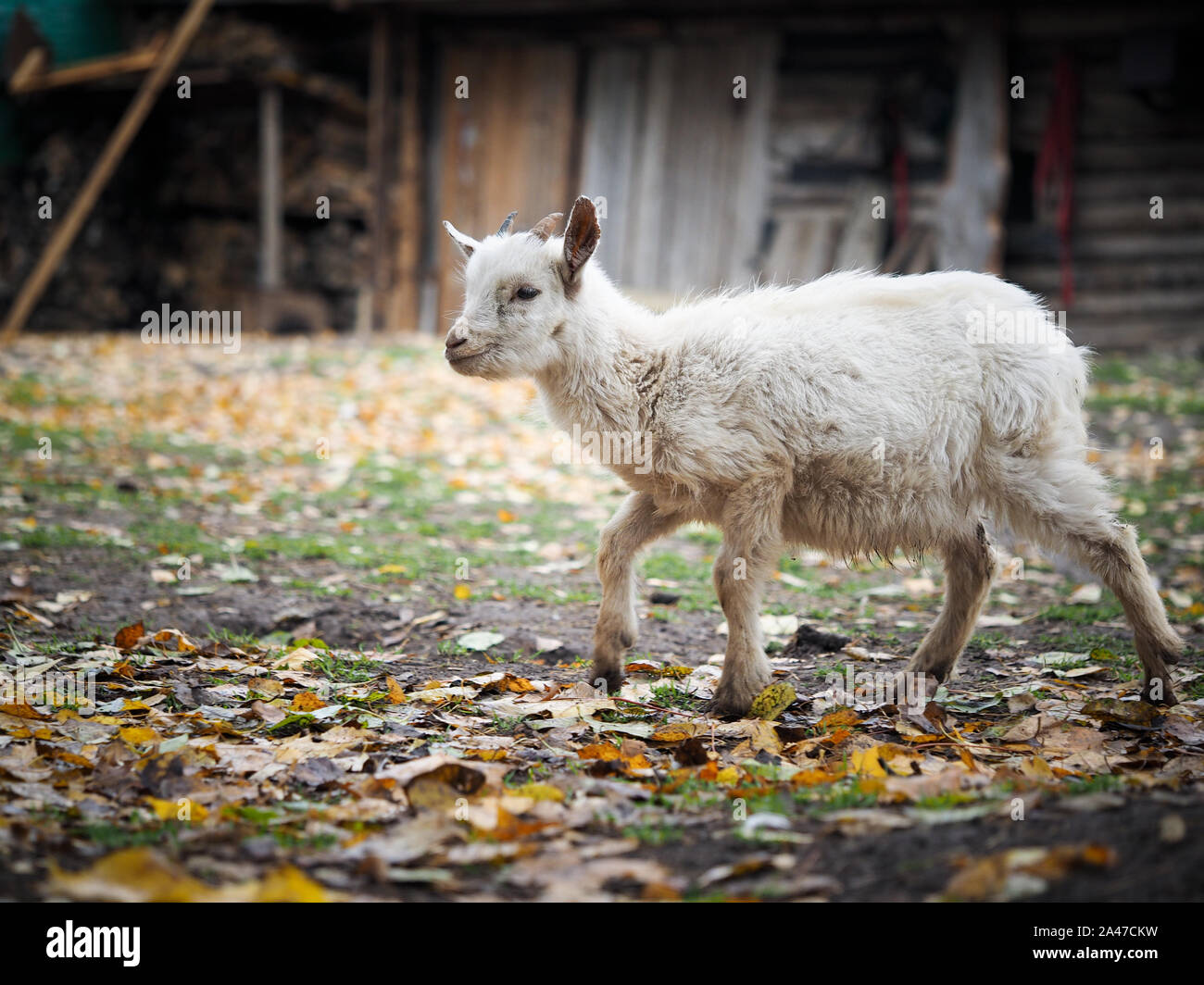 Little white goat. Portrait of an agricultural animal Stock Photo - Alamy