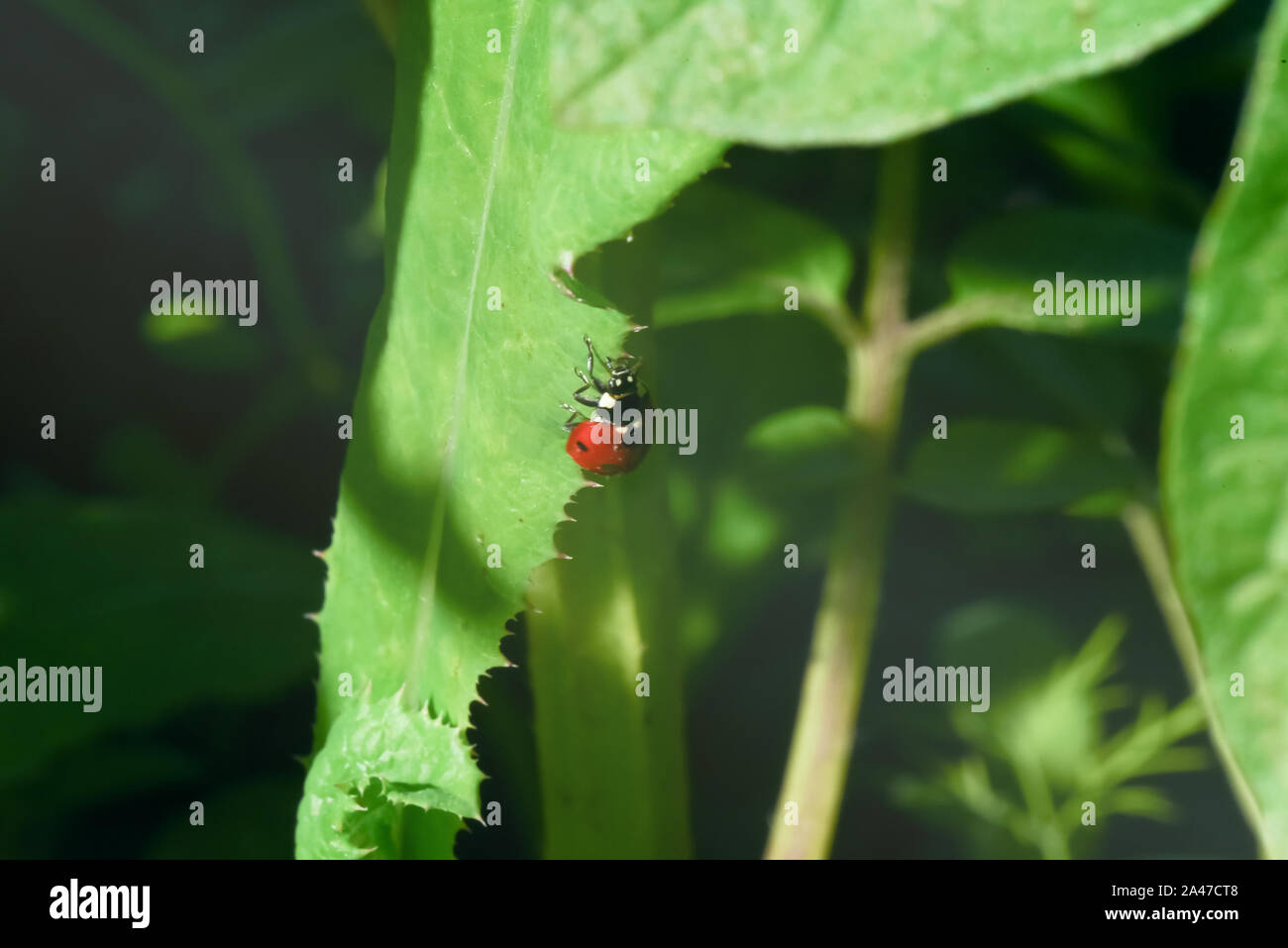 Ladybug on plant leaf macro background Stock Photo - Alamy