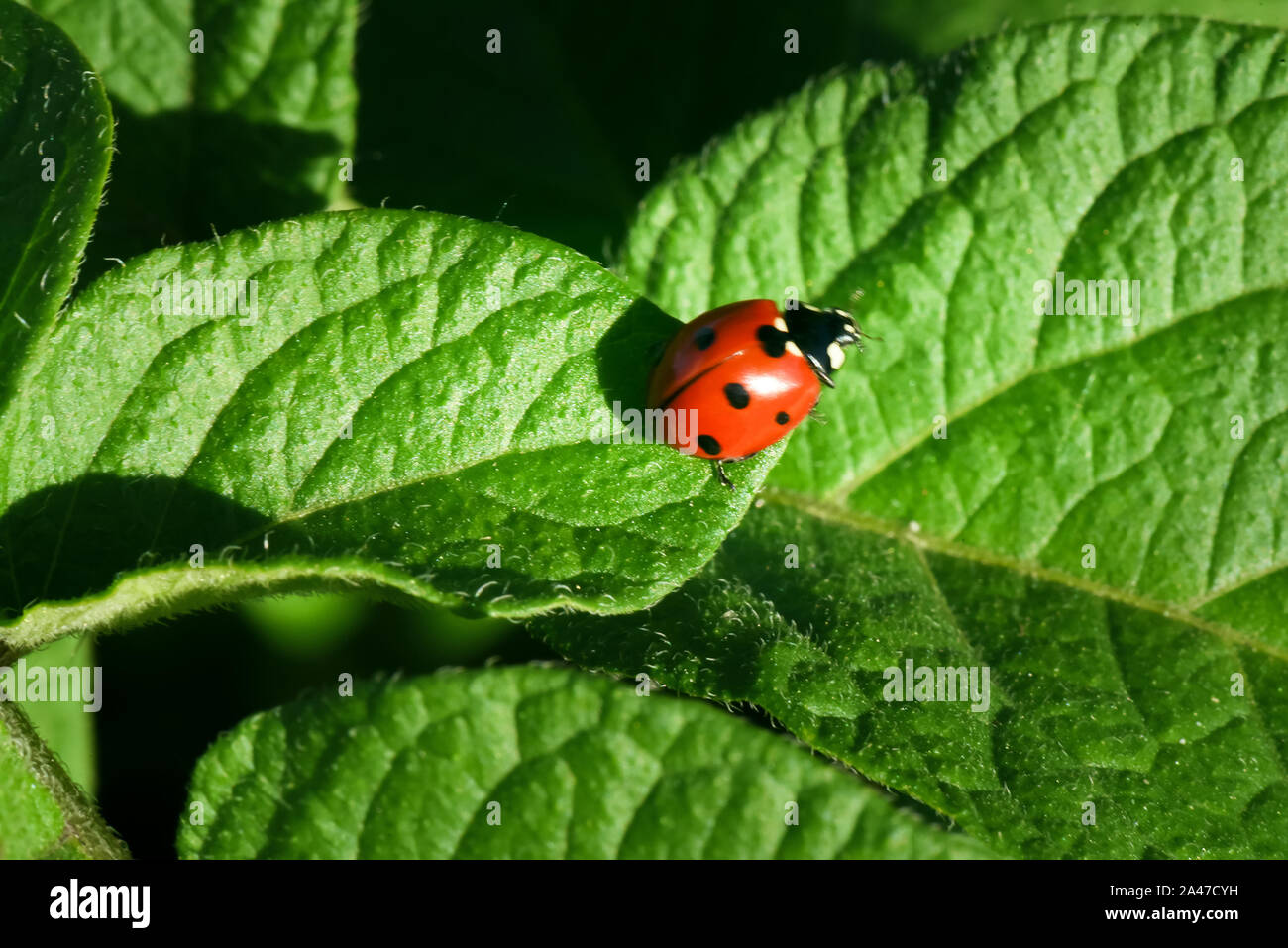 Ladybug on plant leaf macro background Stock Photo - Alamy