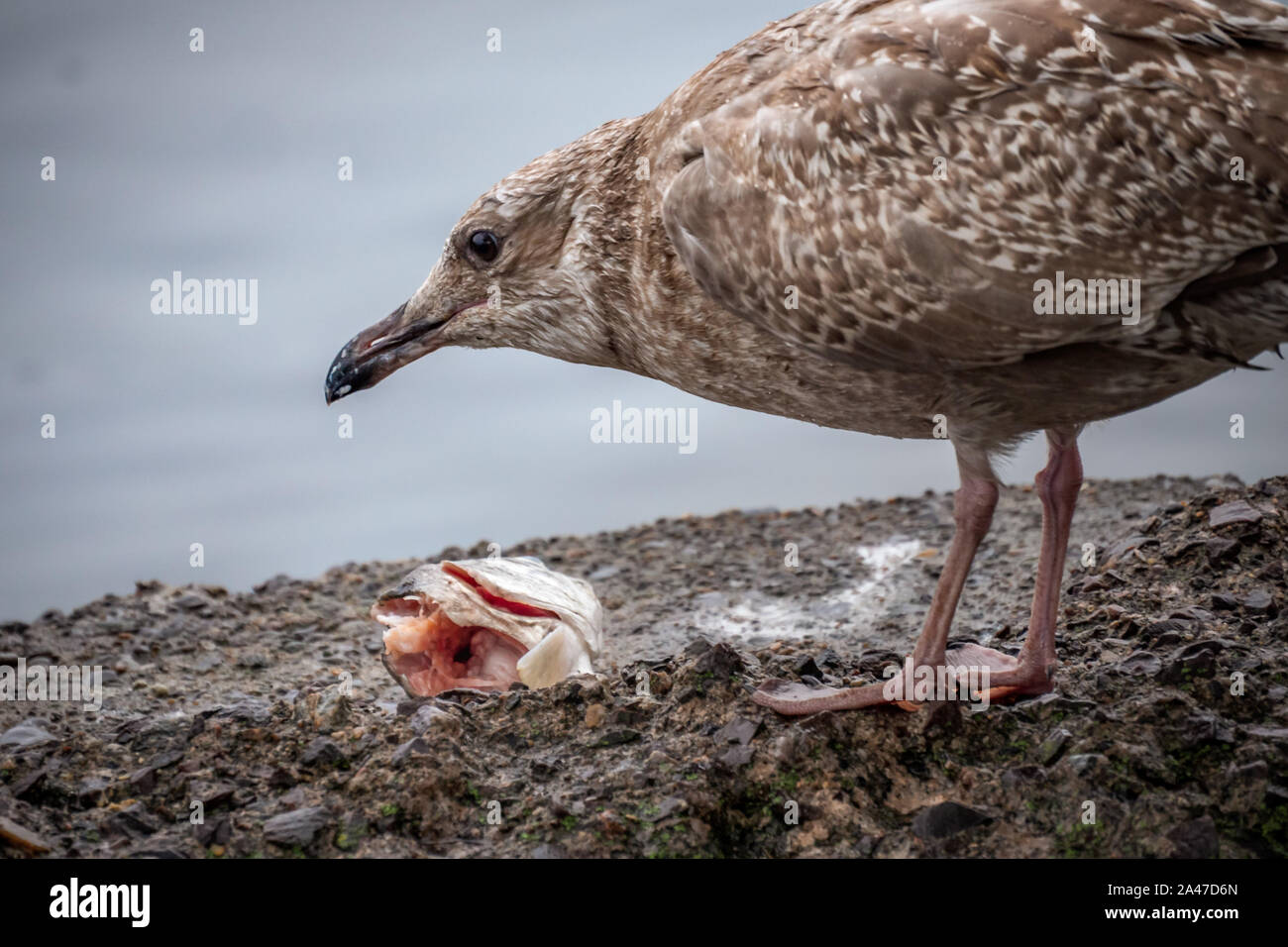 Seagull eating a fish head for food Stock Photo - Alamy