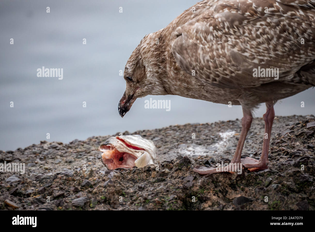 Seagull eating a fish head for food Stock Photo - Alamy