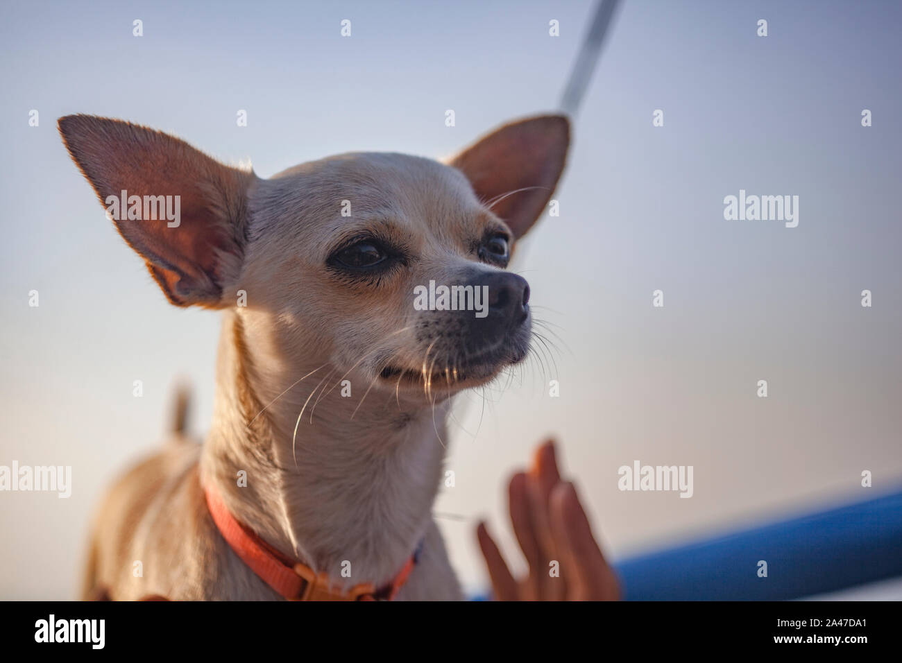 Chiuaua hi-res stock photography and images - Alamy