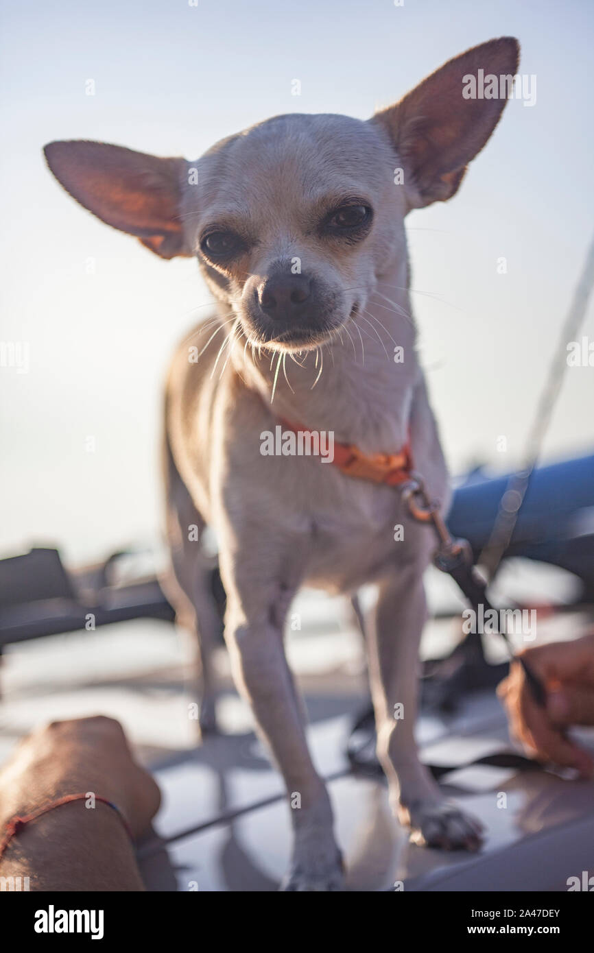 Chiuaua looks in front Stock Photo - Alamy