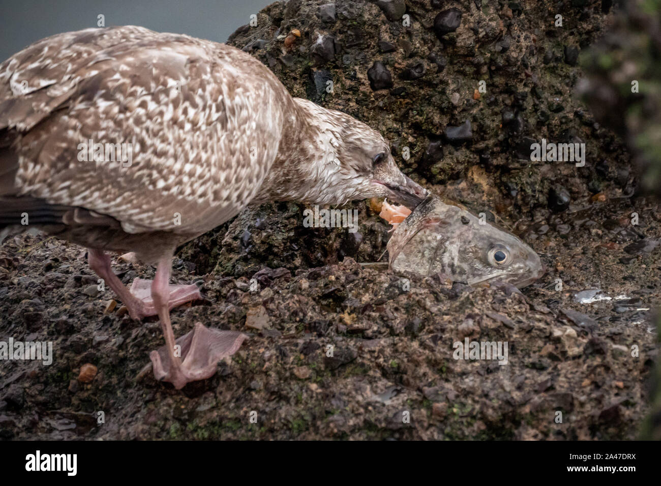 Seagull eating a fish head for food Stock Photo - Alamy