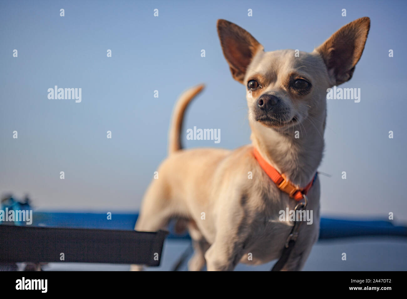 Chiuaua looks ahead 7 Stock Photo - Alamy