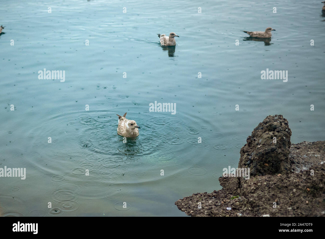 Bird around water hi-res stock photography and images - Alamy