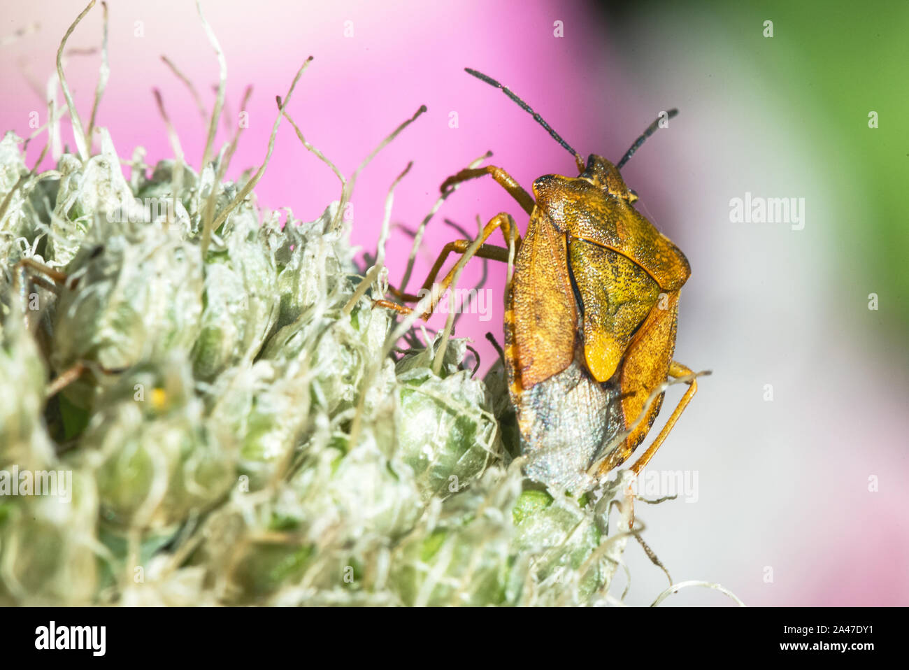 Bug on an onion head plant macro background Stock Photo - Alamy