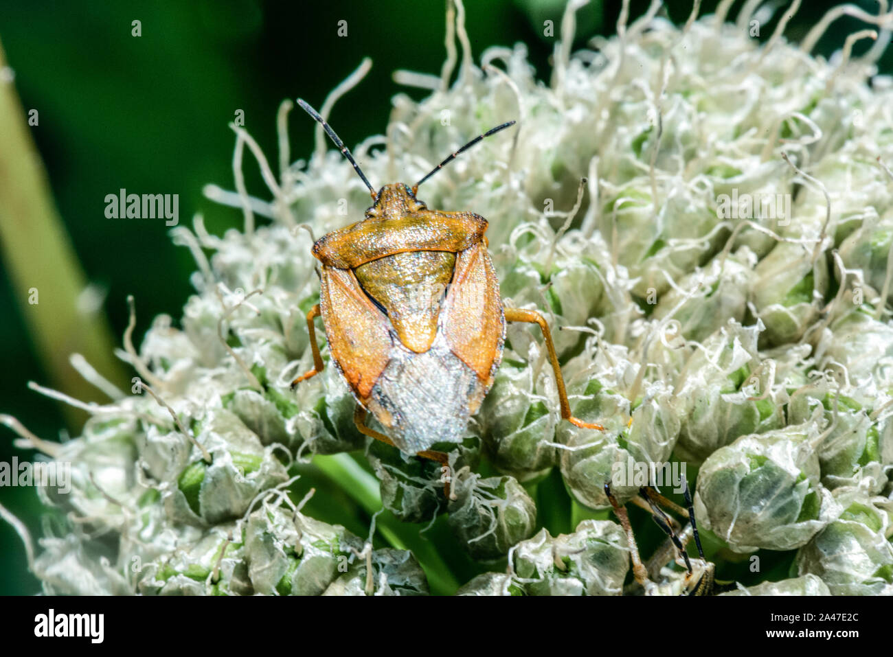 Bug on an onion head plant macro background Stock Photo - Alamy